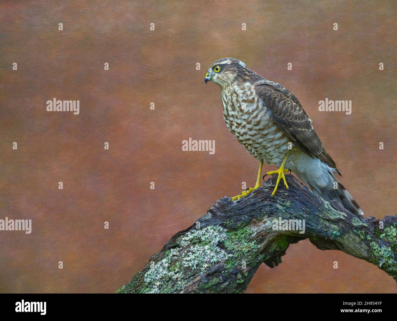 Sparrowhawk Talons High Resolution Stock Photography and Images - Alamy
