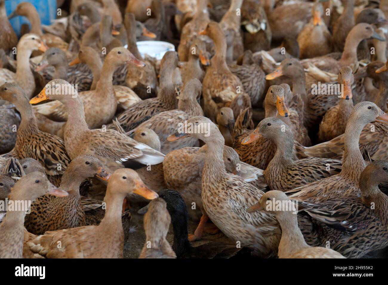 Bengalis hi-res stock photography and images - Alamy