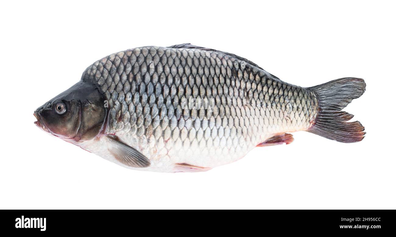 Big fresh carp fish isolated on white Stock Photo - Alamy