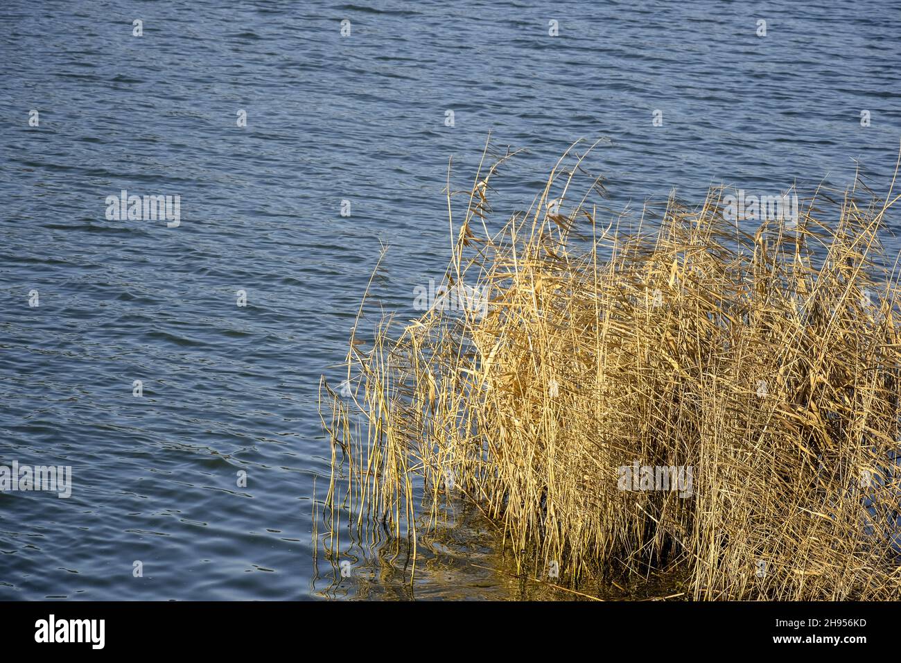 Swamp beds hi-res stock photography and images - Alamy