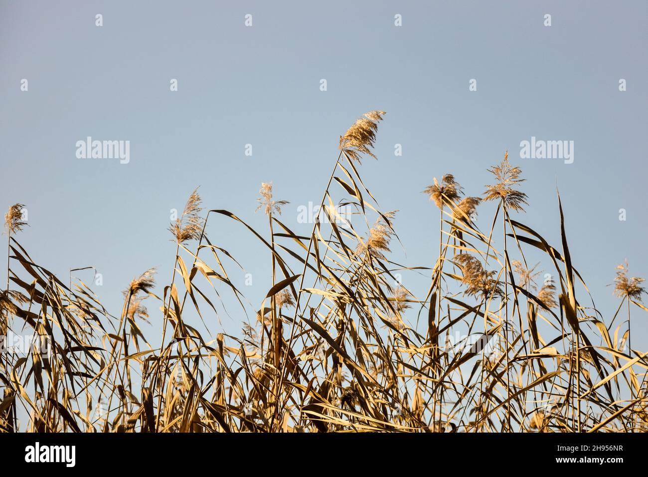 Dry thickets of coastal reeds on background of clear sky, neutral ...