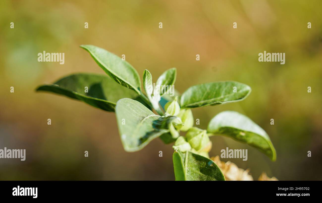 Ashwagandha fruits herbal medicine with green Leaves. Withania ...