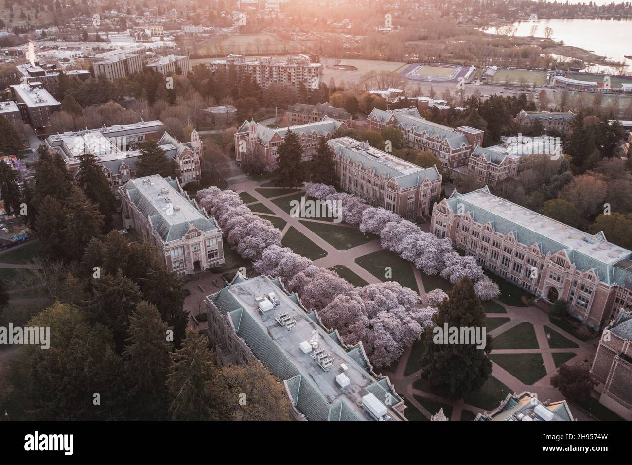 Aerial view of the cherry blossoms of the University of Washington in ...