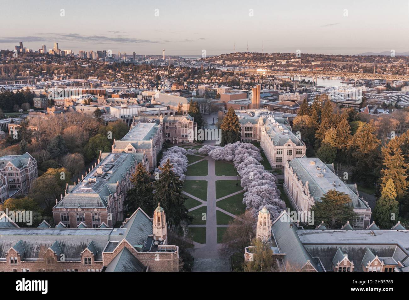 Aerial view of the cherry blossoms of the University of Washington in ...