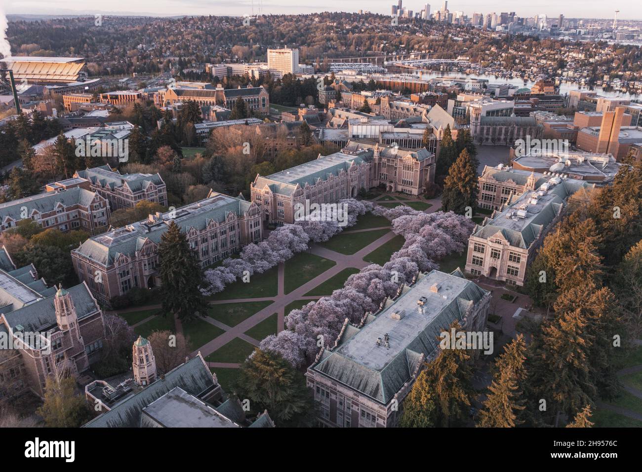 Aerial view of the cherry blossoms of the University of Washington in ...