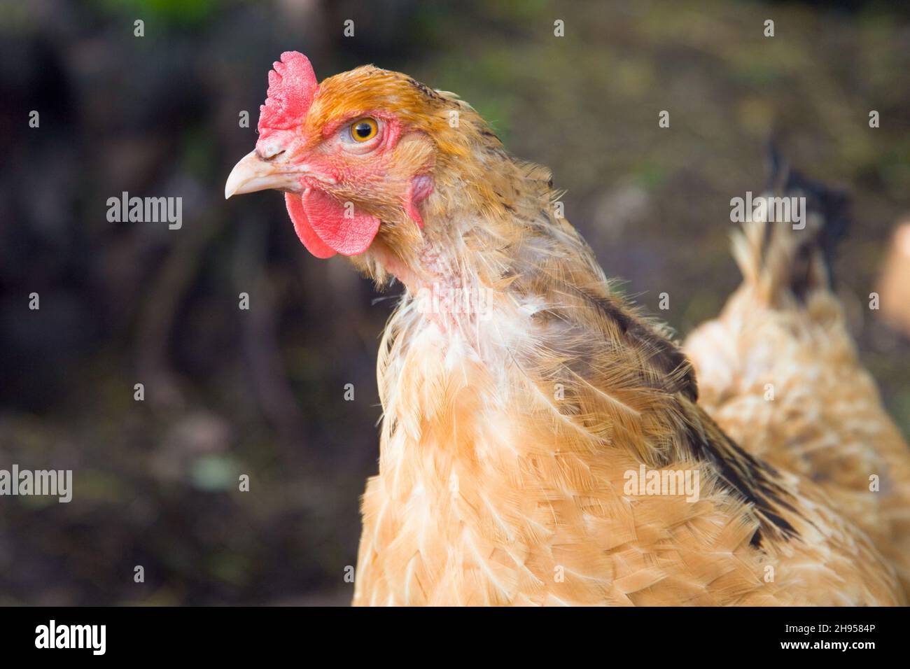 Closeup of hens on a farm field under the sunlight in Norway Stock ...