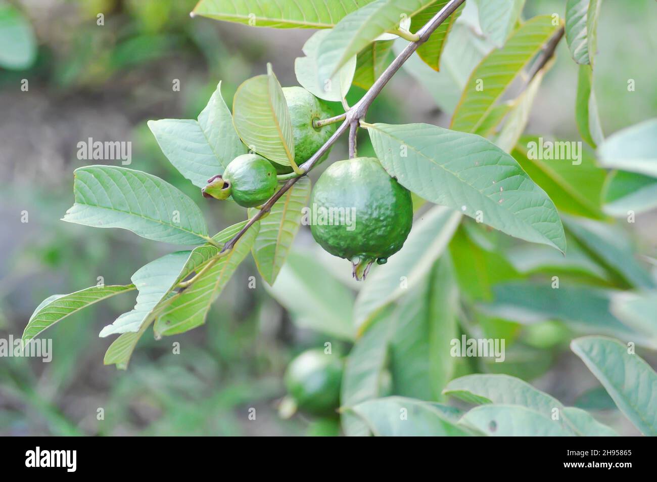 guava tree, MYRTACEAE or Psidium guajava Linn tree Stock Photo - Alamy