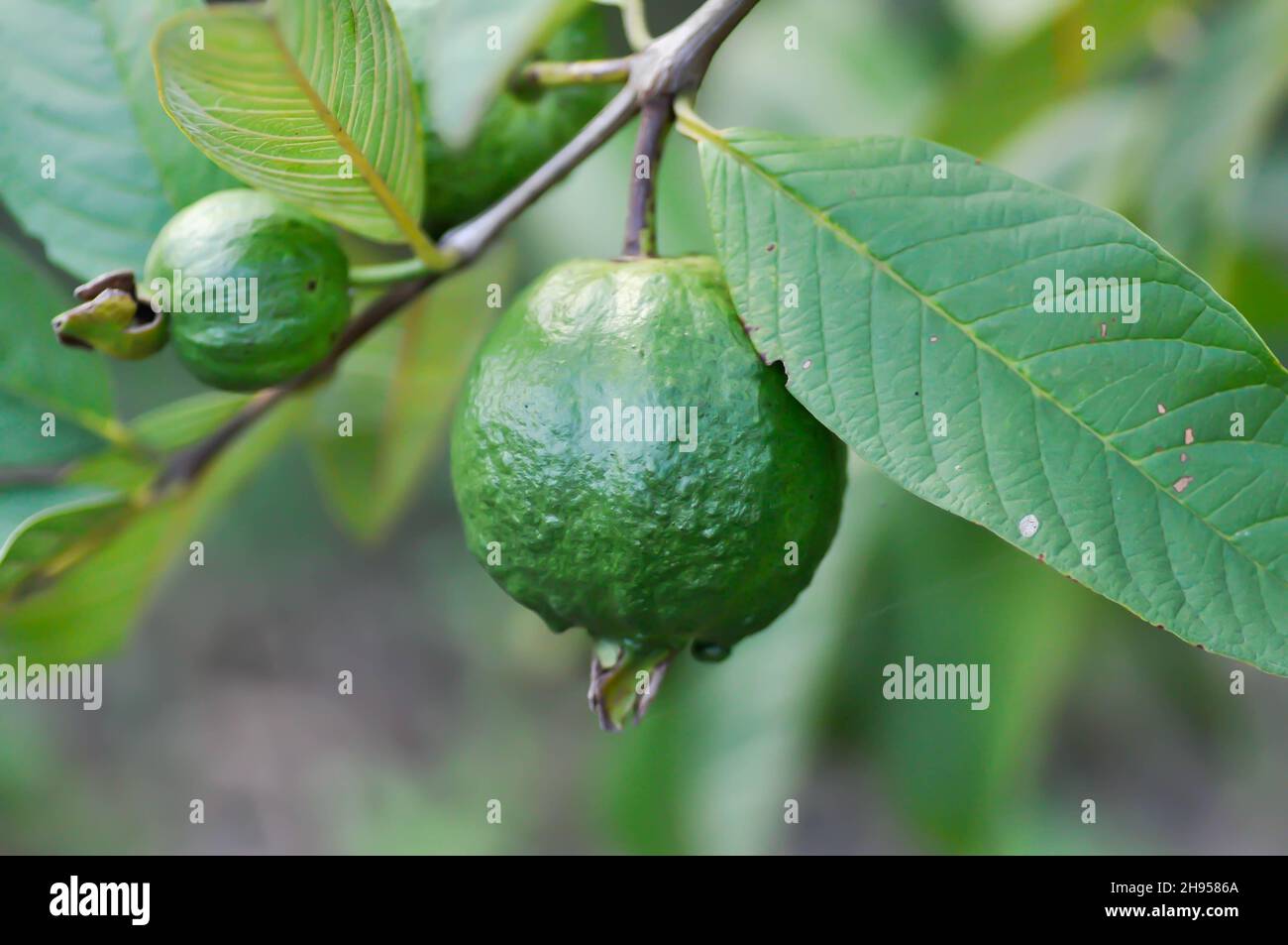 guava tree, MYRTACEAE or Psidium guajava Linn tree Stock Photo - Alamy