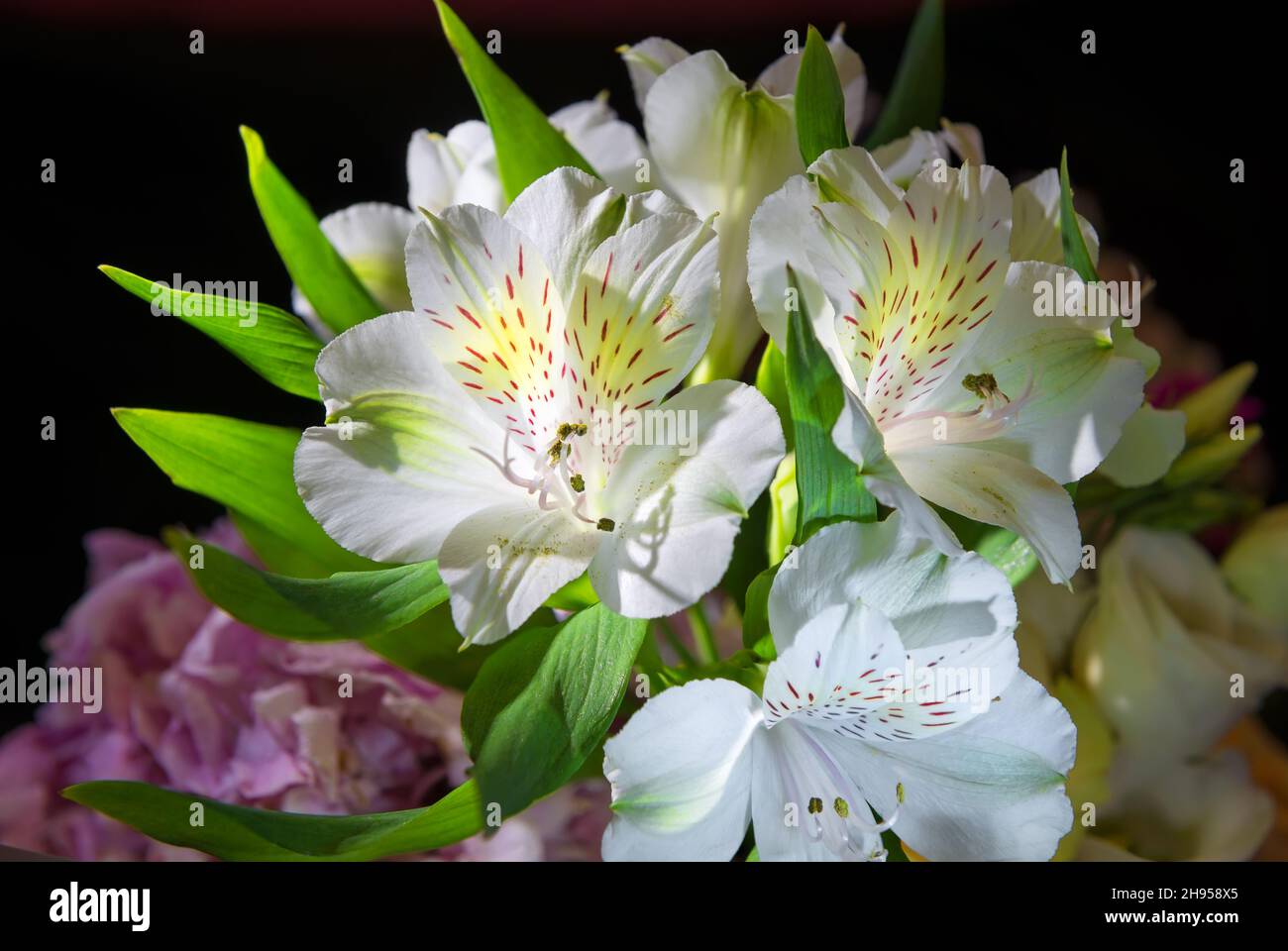 Close-up of beautiful white peruvian lily on black background, lily of ...