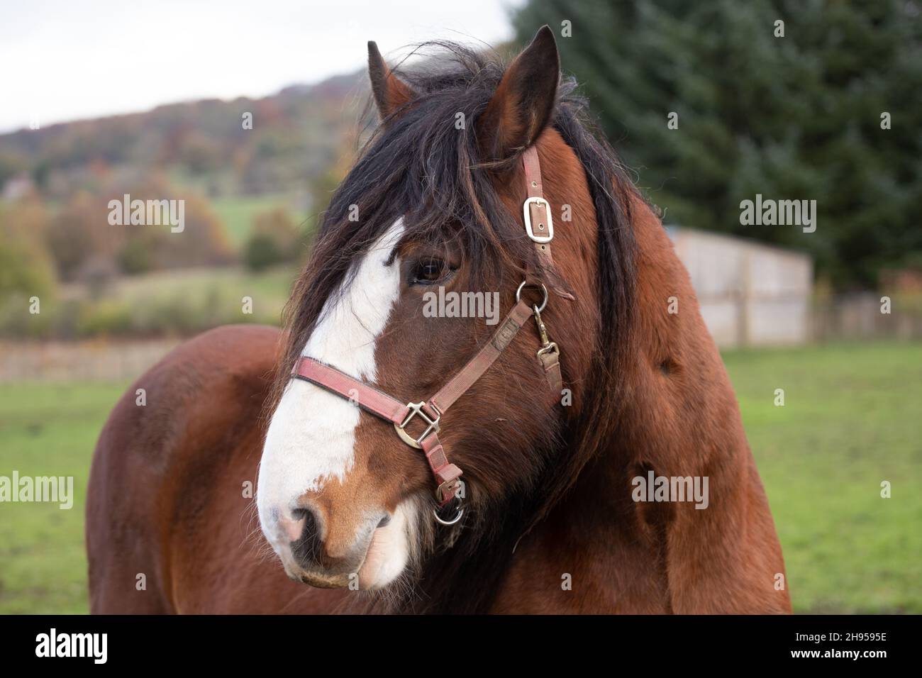 The horse at Newpark Farm At Muiravonside Country Park. Scotland.U.k ...