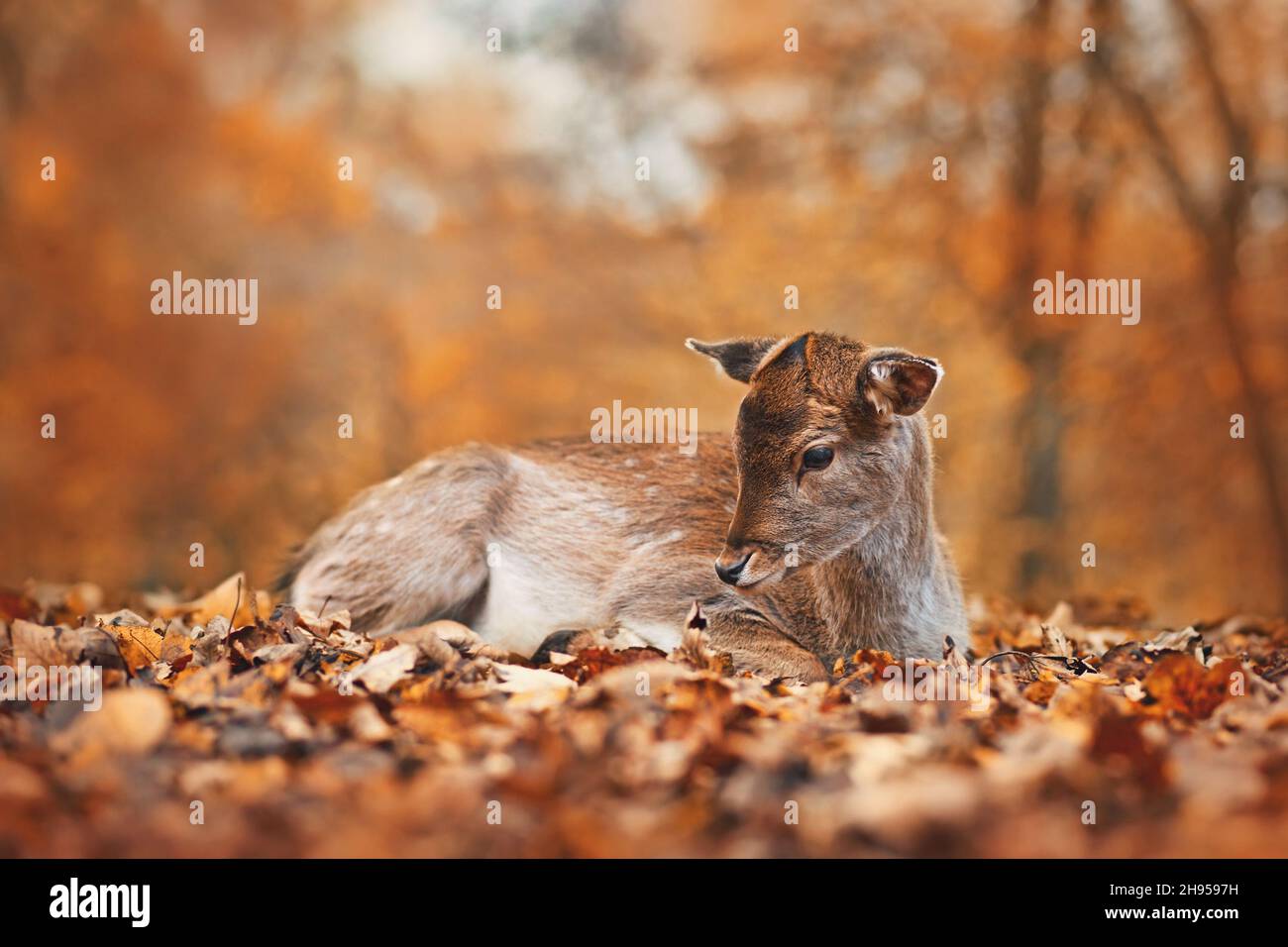 Deer lying down hi-res stock photography and images - Alamy