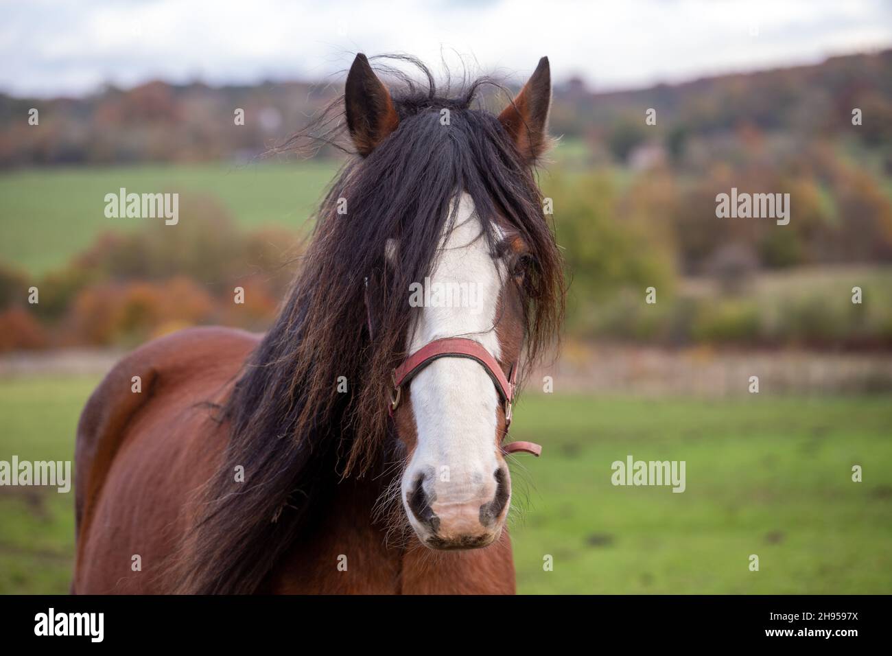 The horse at Newpark Farm At Muiravonside Country Park. Scotland.U.k ...