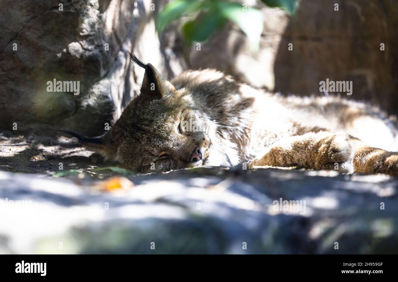 Gray lynx sleeping on the rocky ground in the sun - wildlife Stock ...