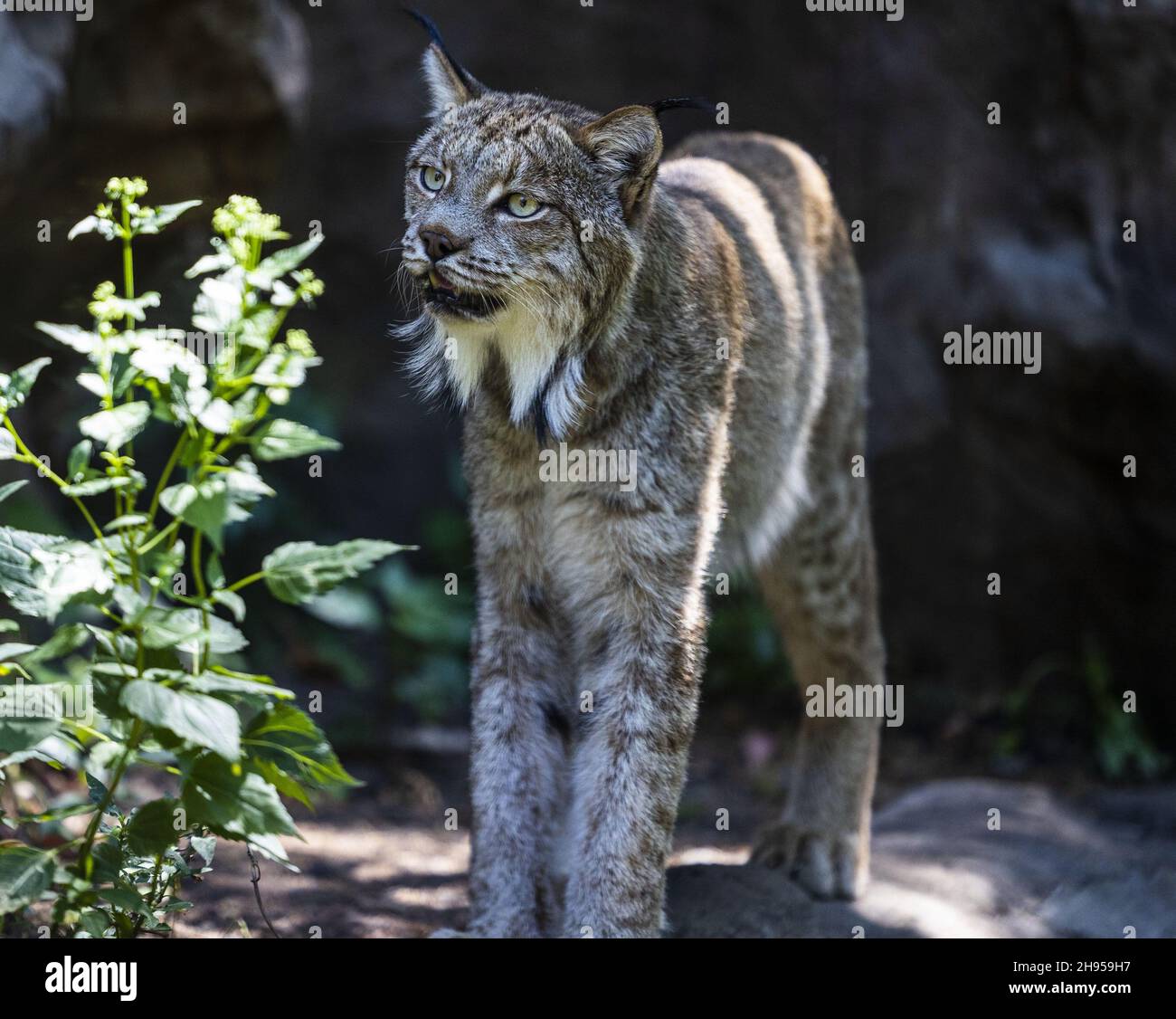 Closeup of a gray lynx with an open mouth standing on the rock ...