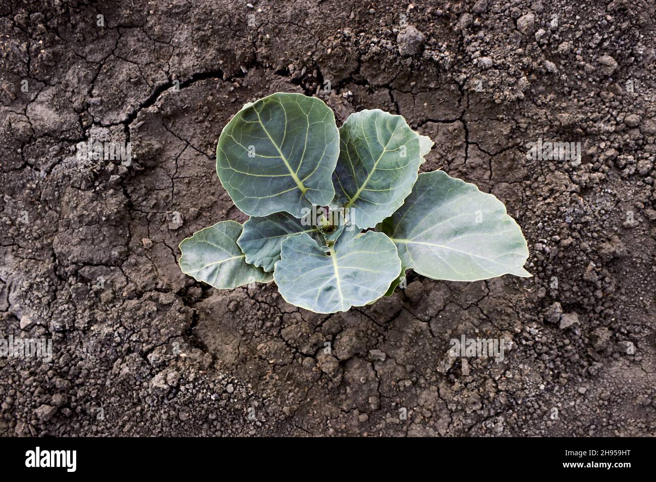 Young cabbage seedlings. The growth of seedlings of white cabbage on ...