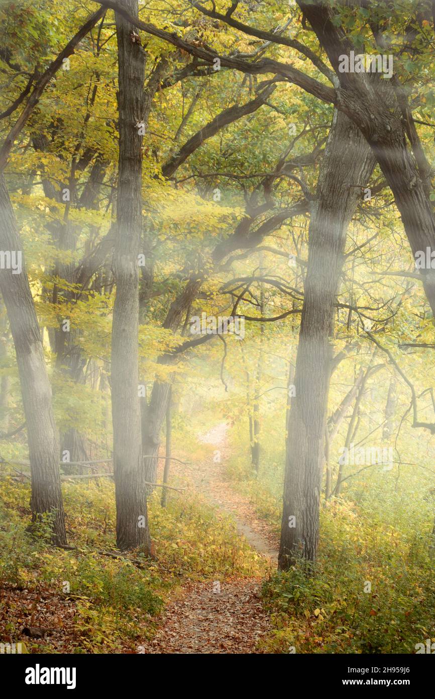 Morning fog shrouds a woodland trail with overarching trees tinged with ...