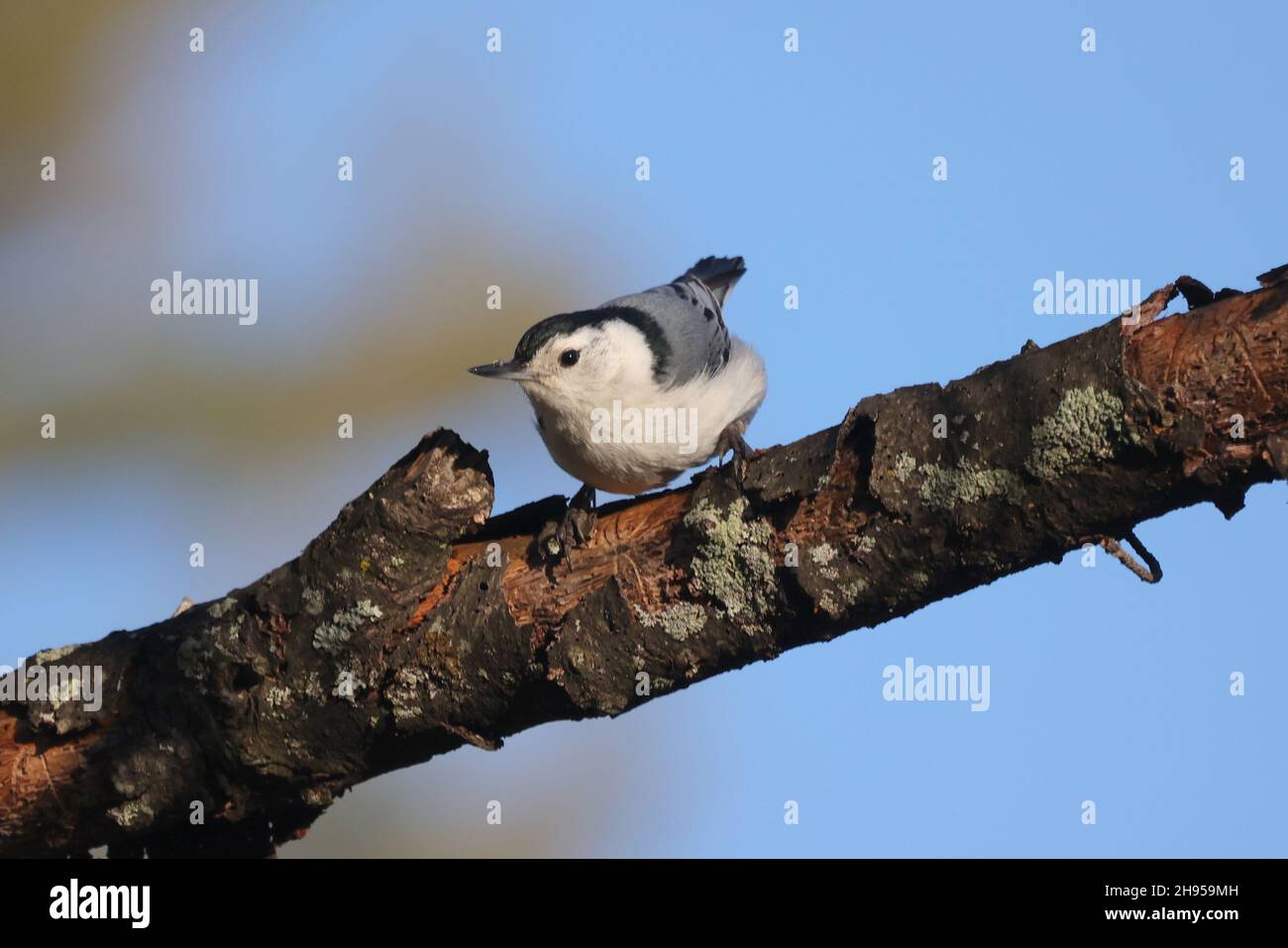 Selective focus shot of a White-breasted Nuthatch - North American bird ...