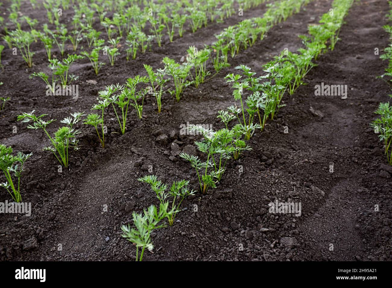 Row of seedlings ground hi-res stock photography and images - Alamy