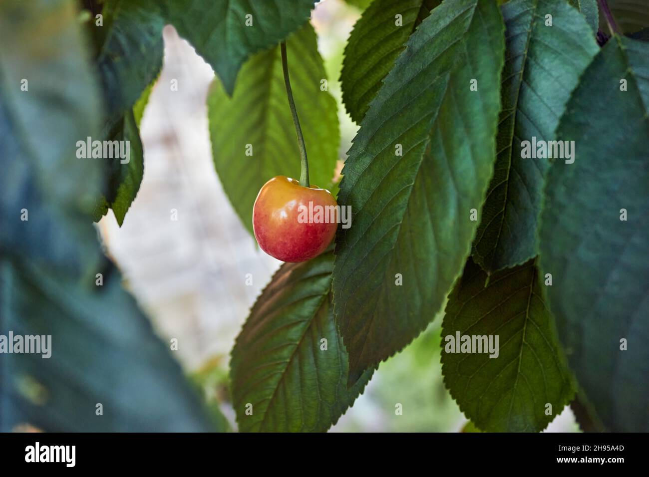 Hanging cherry tree hi-res stock photography and images - Alamy