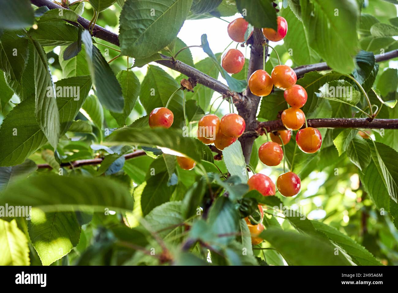 Cherry tree farm hi-res stock photography and images - Alamy