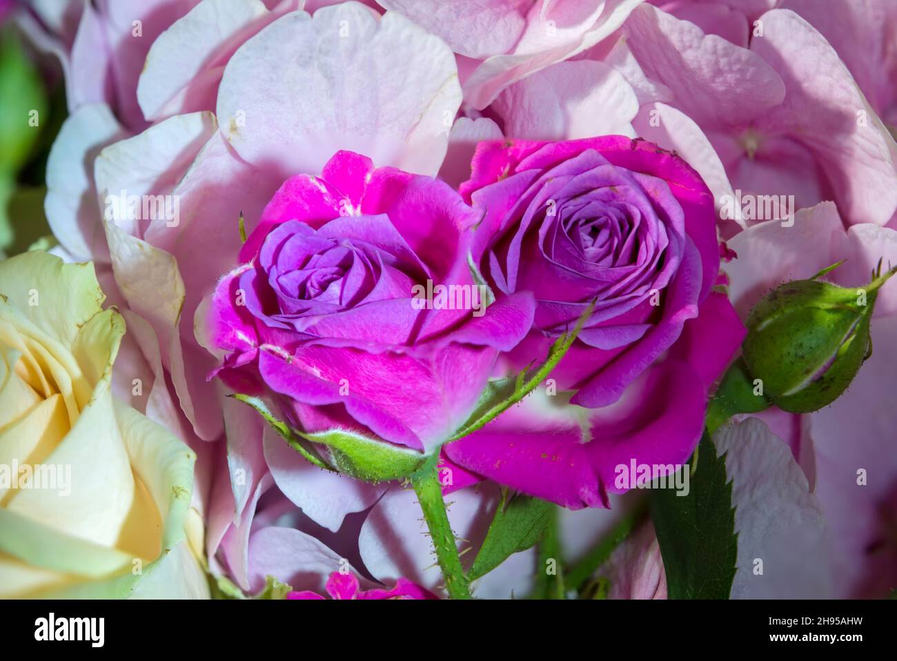 Close-up of a two little rose on a floral background Stock Photo - Alamy