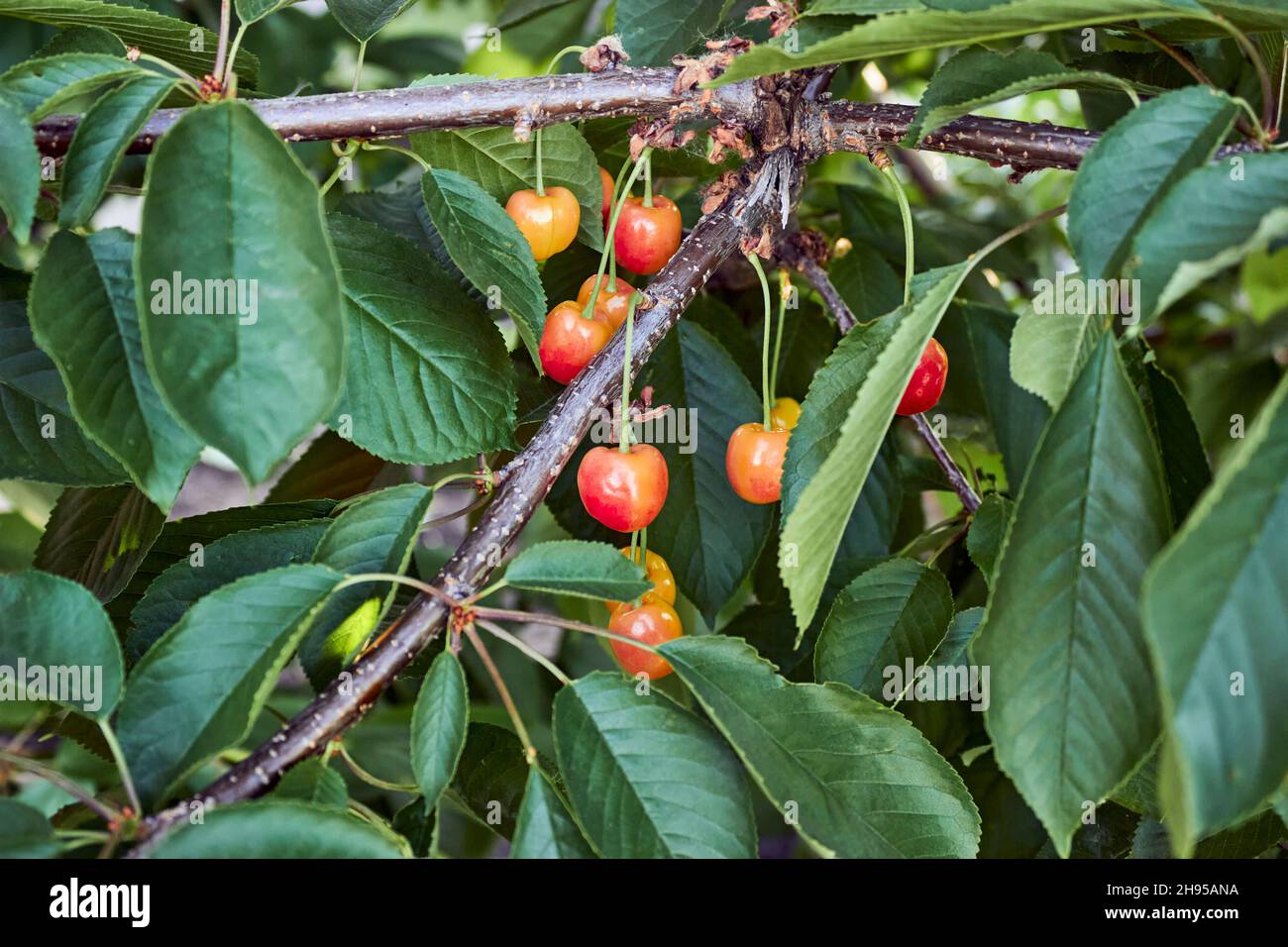 The unripe fruits are hanging on a branch of a cherry tree. A group of ...