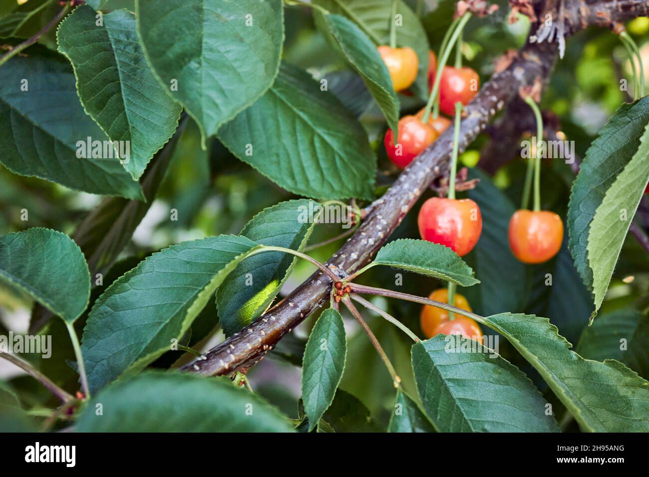The unripe fruits are hanging on a branch of a cherry tree. A group of ...