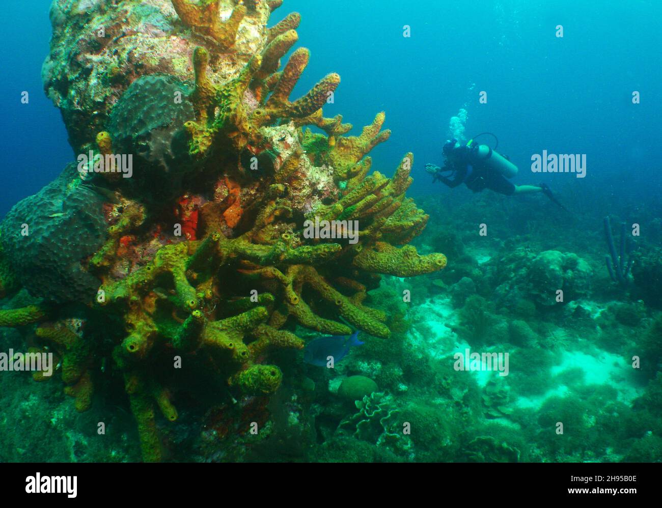 Diver from the coral reefs under the sea Stock Photo - Alamy