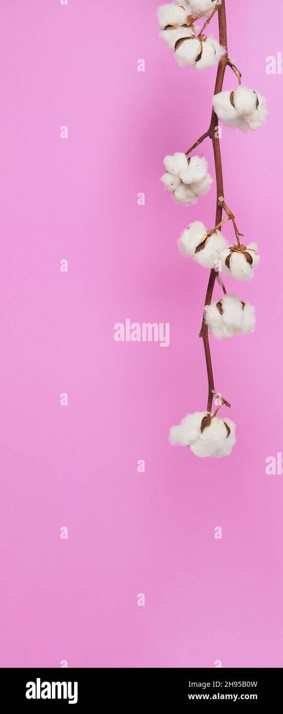 Natural Cotton flowers. Real delicate soft and gentle natural white ...