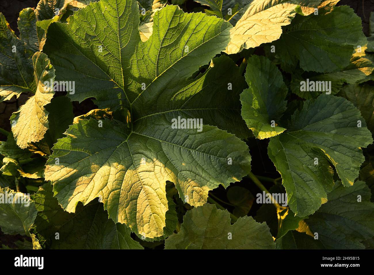 Large green leaves of courgette bushes on a vegetable bed. Rows of ...