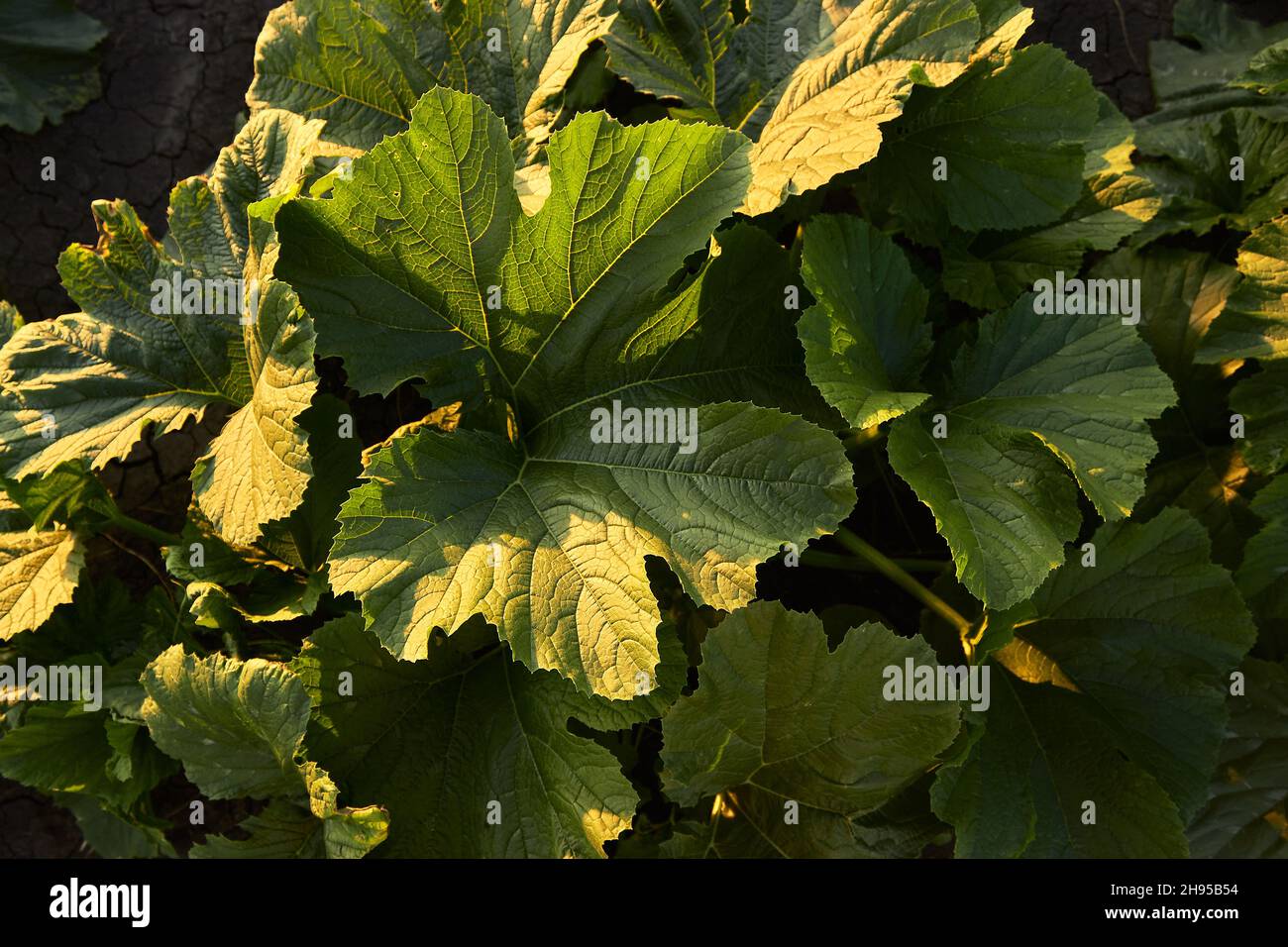 Massive green leaves of courgette bushes on a vegetable bed. Rows of ...
