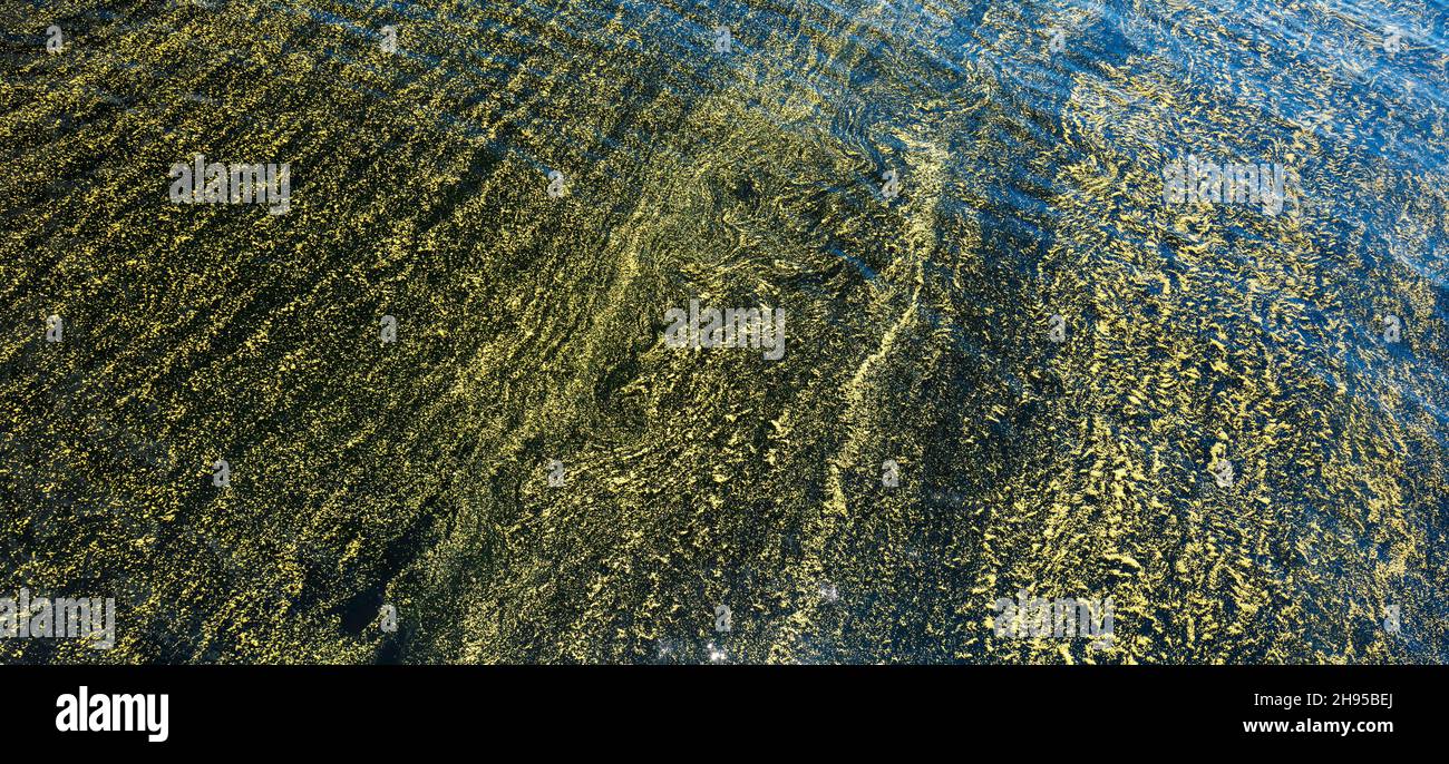 Yellow pine pollen mass ( pinus sylvestris ) floating on the water ...