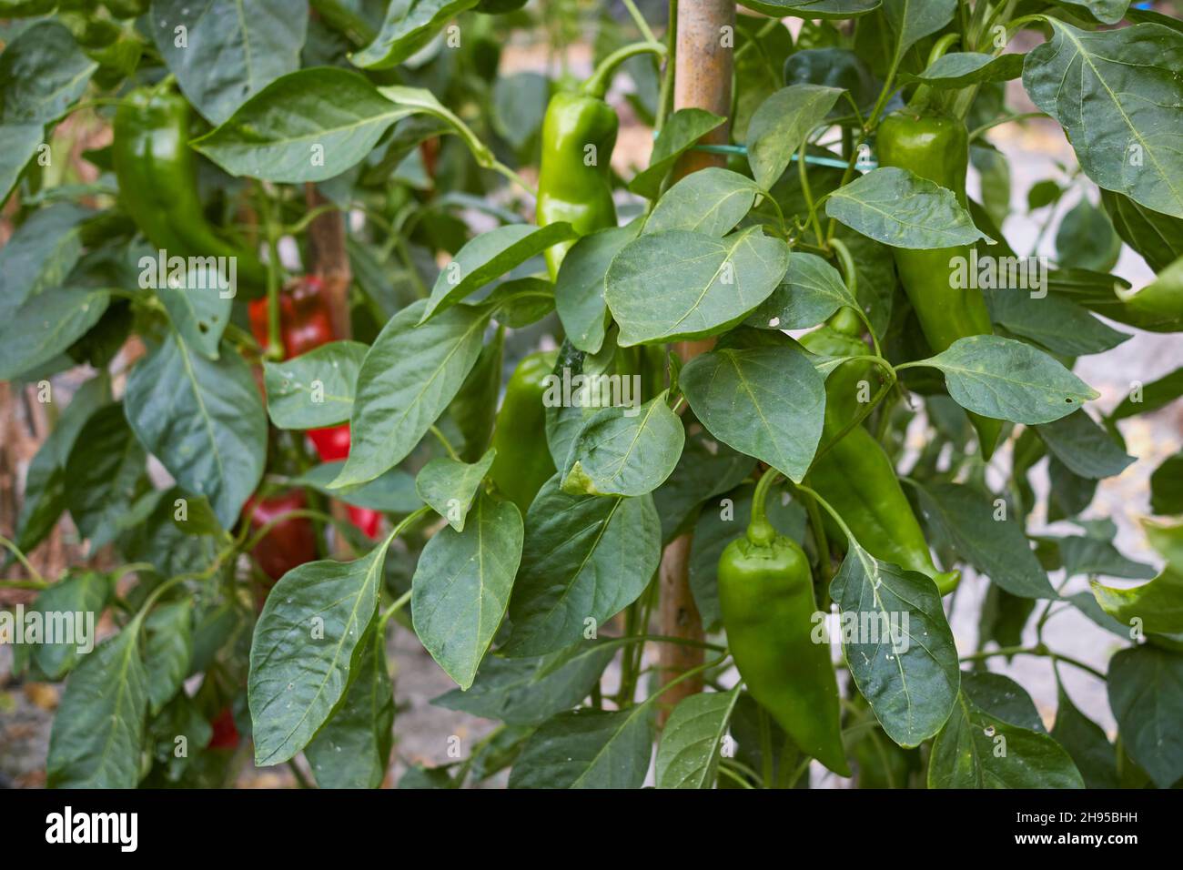 Capsicum annuum plants in a vegetable garden Stock Photo - Alamy