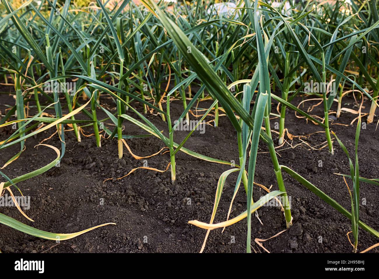 Green garlic planted in rows in the countryside in the springtime ...