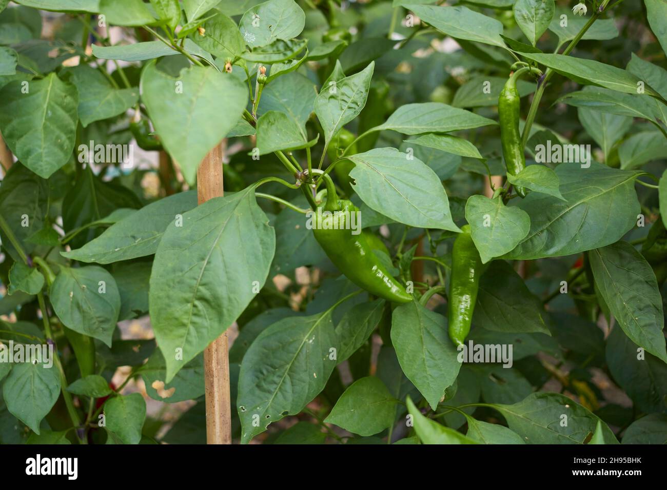 Capsicum annuum plants in a vegetable garden Stock Photo - Alamy
