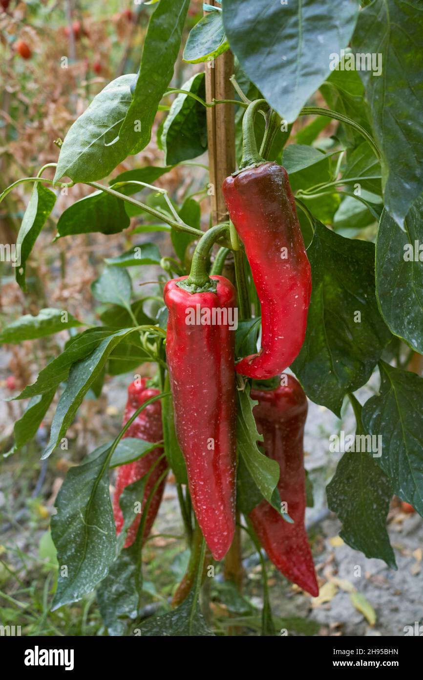 Capsicum annuum plants hi-res stock photography and images - Alamy
