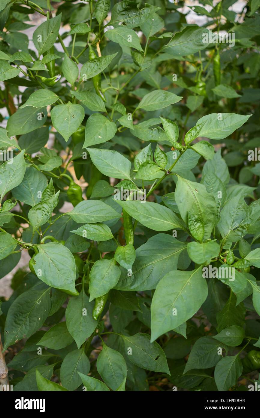 Capsicum annuum plants in a vegetable garden Stock Photo - Alamy
