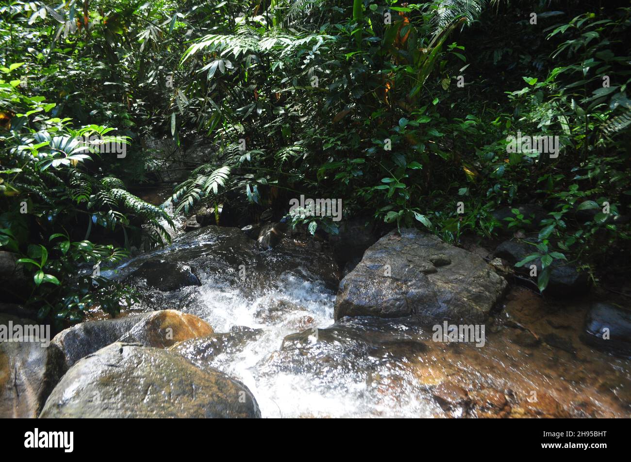 natural water canal that flows through a forest Stock Photo - Alamy
