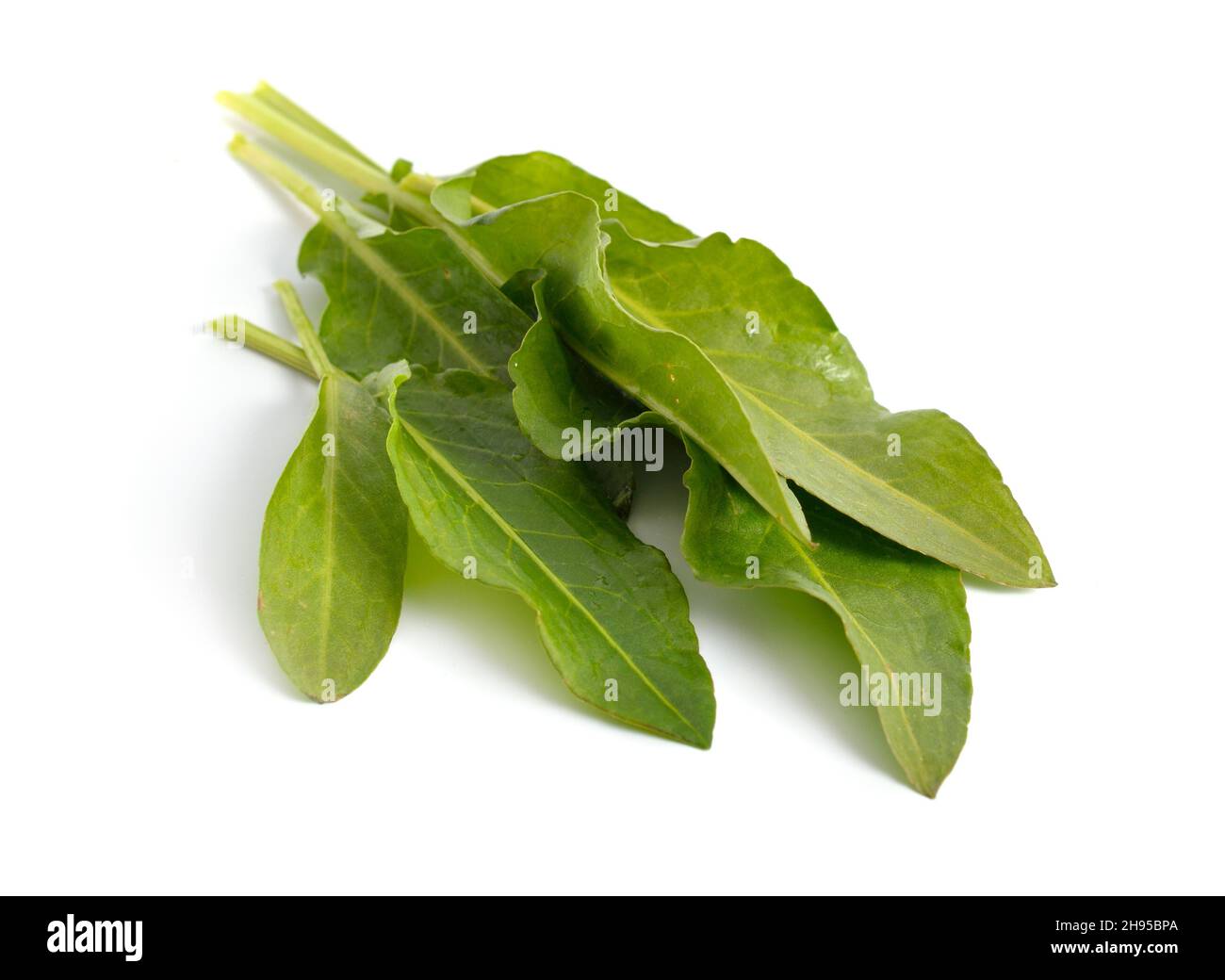 Rumex confertus Green leaves. Isolated on white background Stock Photo ...