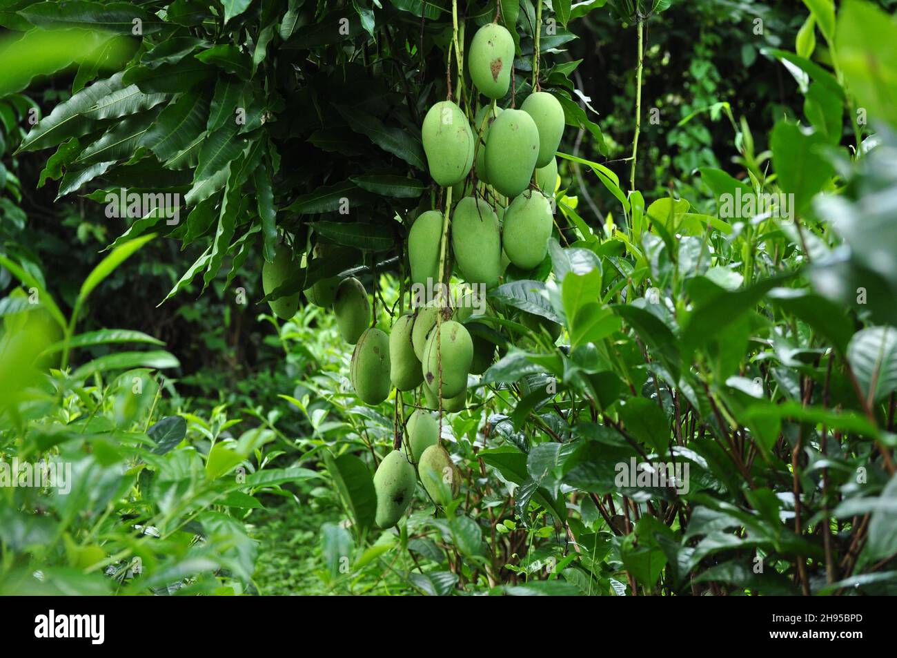 Hanging mango clusters Stock Photo - Alamy