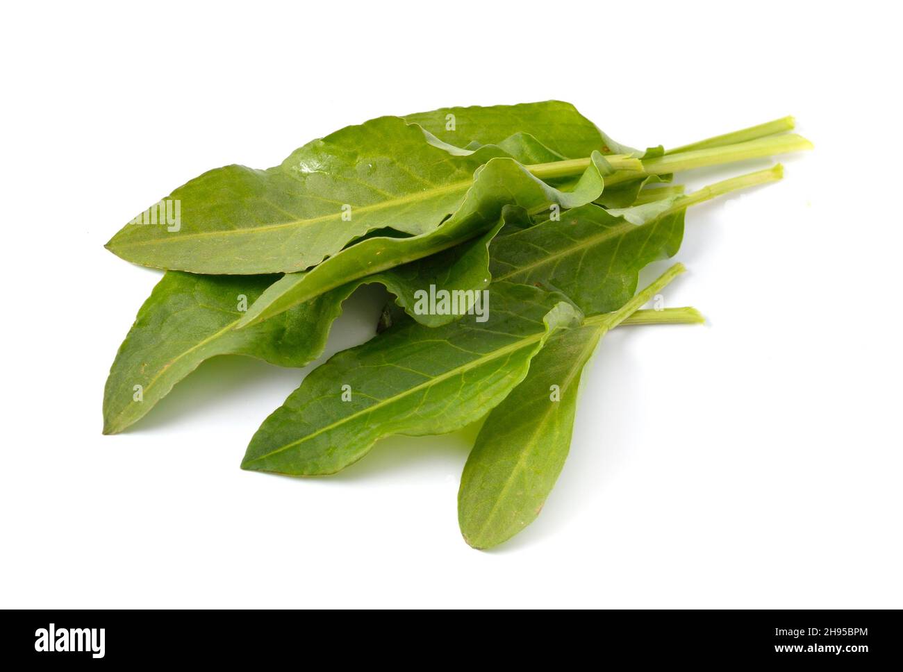 Rumex confertus Green leaves. Isolated on white background Stock Photo ...