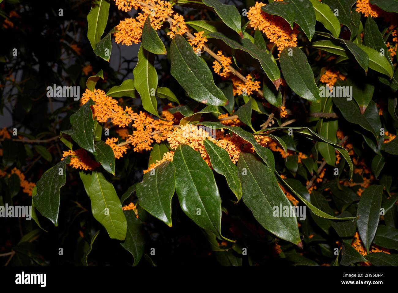 Osmanthus fragrans in bloom Stock Photo - Alamy