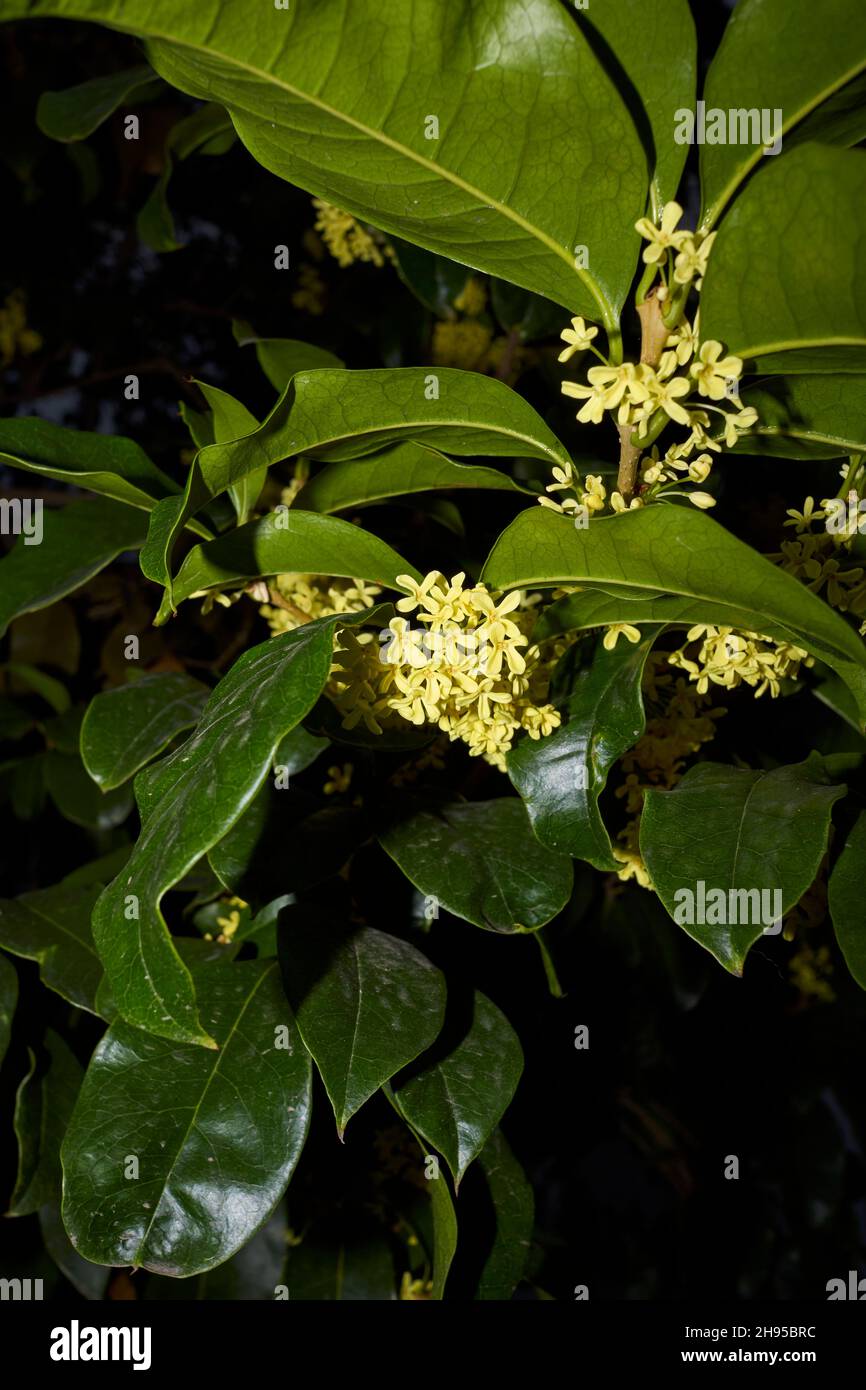 Osmanthus fragrans in bloom Stock Photo - Alamy