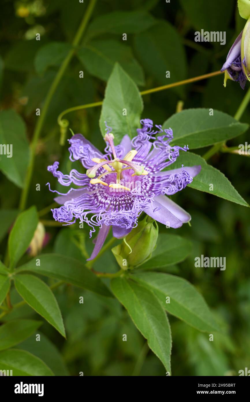 True passionflower passiflora incarnata hi-res stock photography and ...