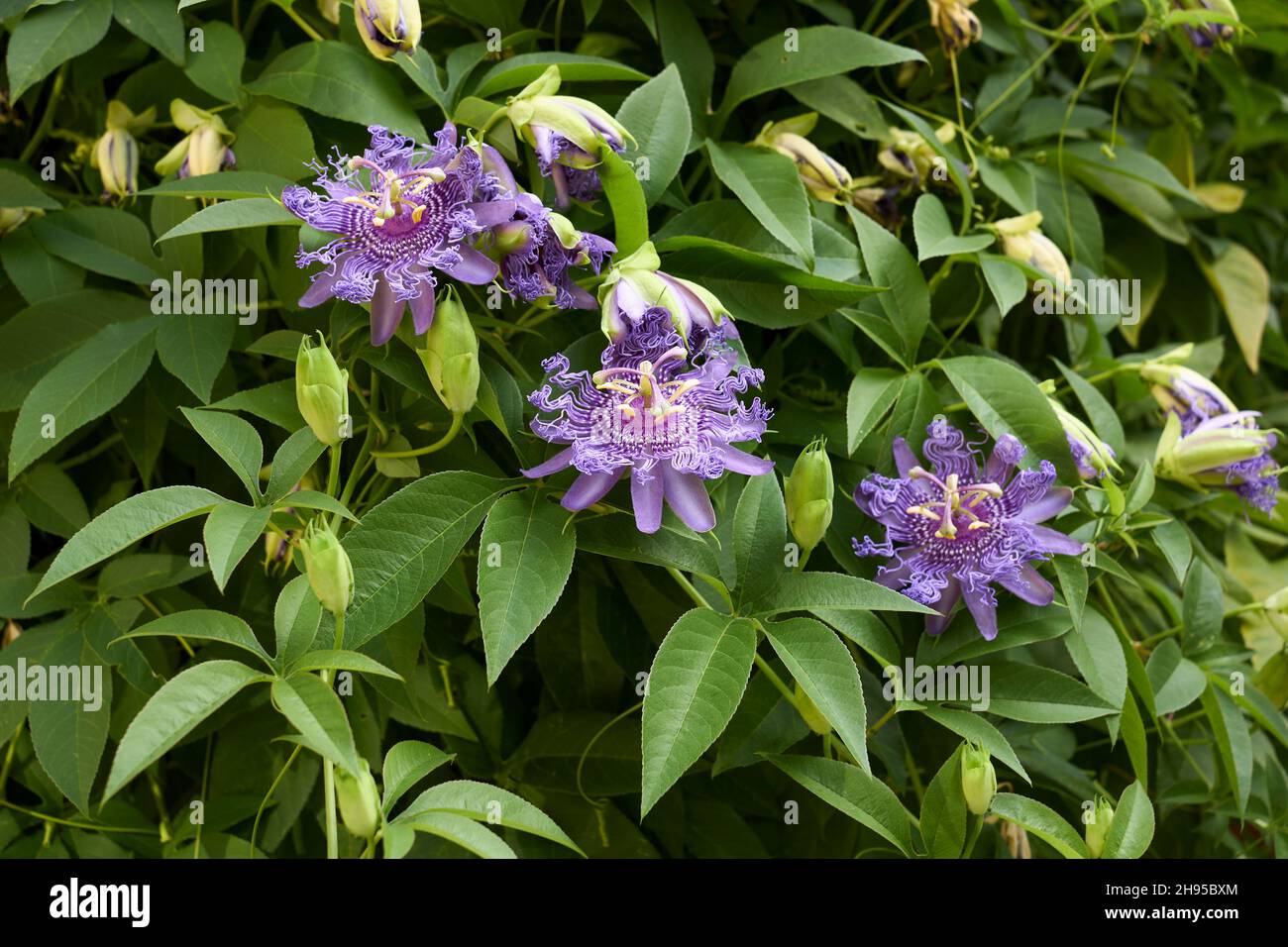 True passionflower passiflora incarnata hi-res stock photography and ...