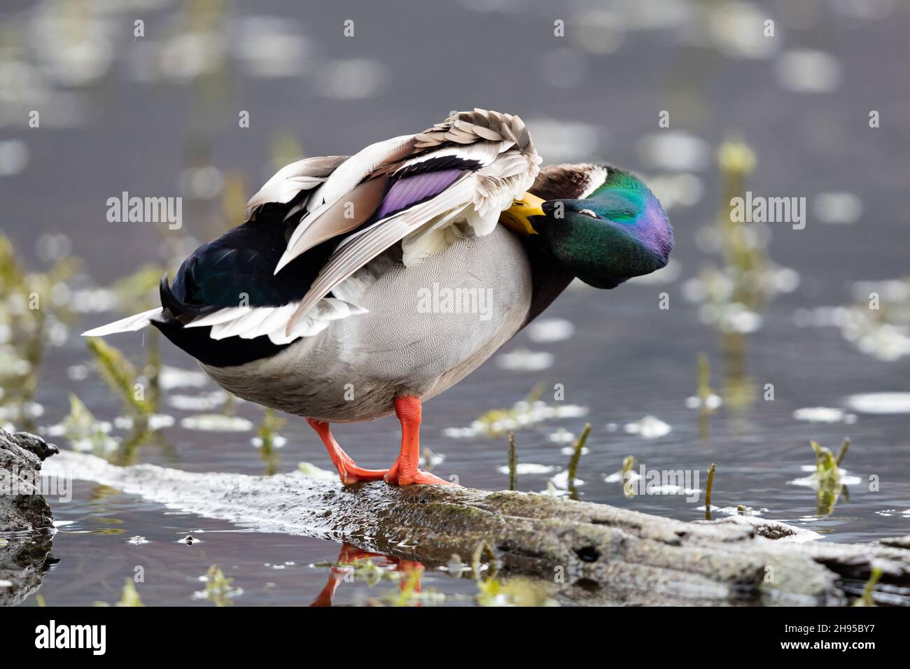 Adult male Mallard (Anas platyrhynchos) preeing its plumage Stock Photo ...