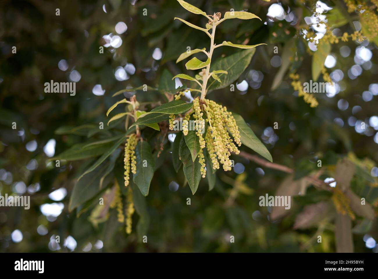 Quercus ilex tree in bloom Stock Photo - Alamy