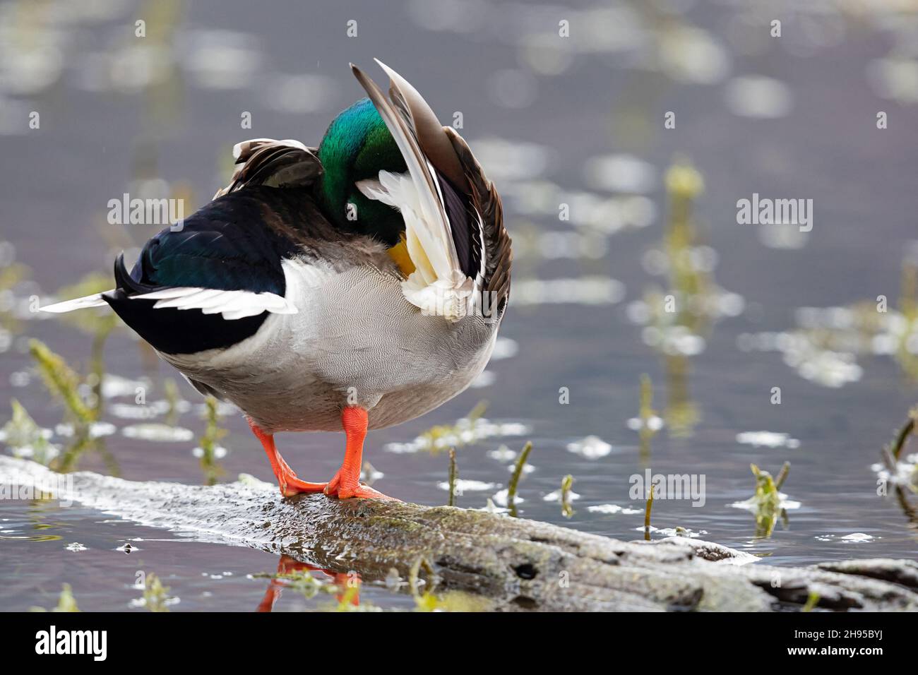 Adult male Mallard (Anas platyrhynchos) preeing its plumage Stock Photo ...