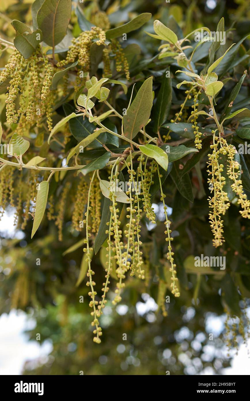 Quercus ilex tree in bloom Stock Photo - Alamy