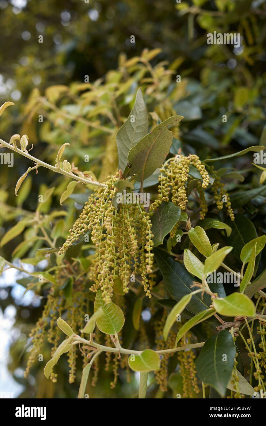 Quercus ilex tree in bloom Stock Photo - Alamy